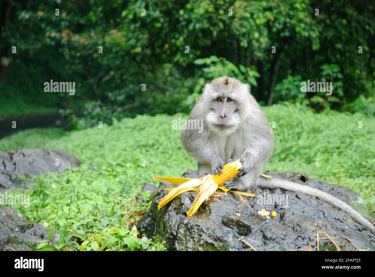 Monkey Eating a Corn in Bali Stock Photo - Alamy
