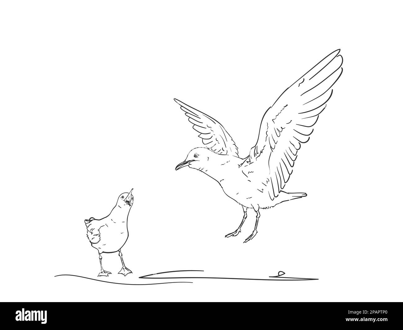 Sketch of screaming seagull on landing gull, Vector hand drawn ...