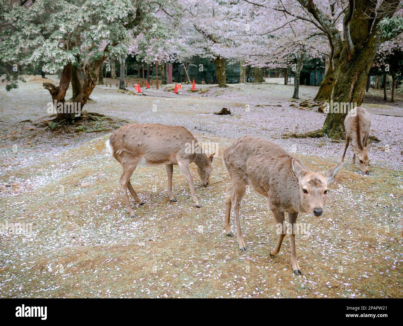 Wild deer enjoying Nara Park (Japan) during cherry blossom season Stock ...