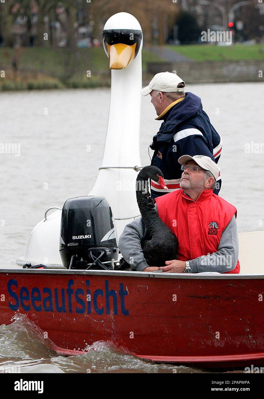 Der schwarze Trauerschwan 'Petra' sitzt begleitet von Zoodirektor Joerg ...