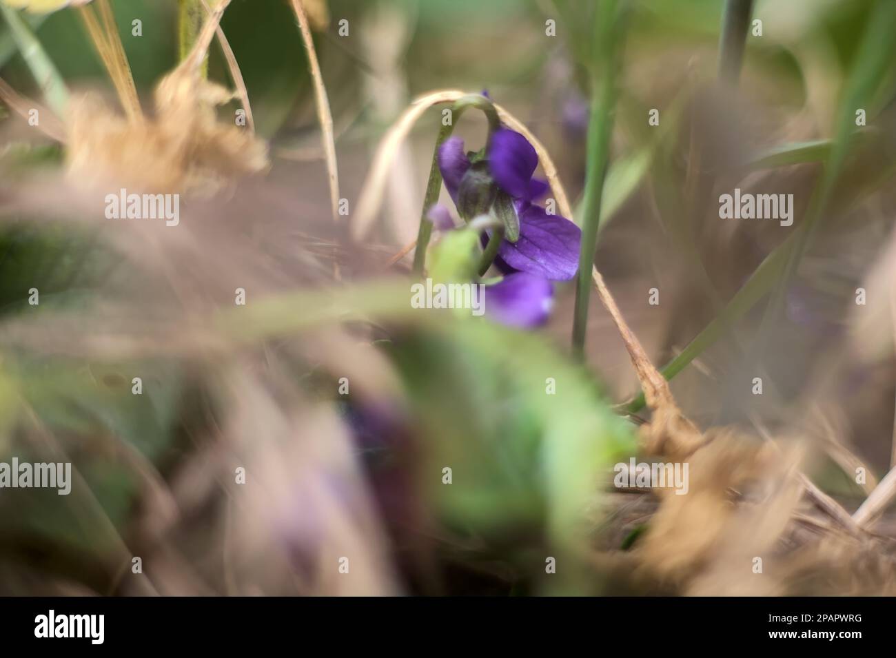 Violets in the grass seen up close Stock Photo - Alamy