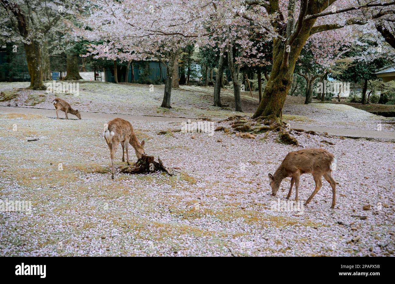 Wild deer enjoying Nara Park (Japan) during cherry blossom season Stock ...