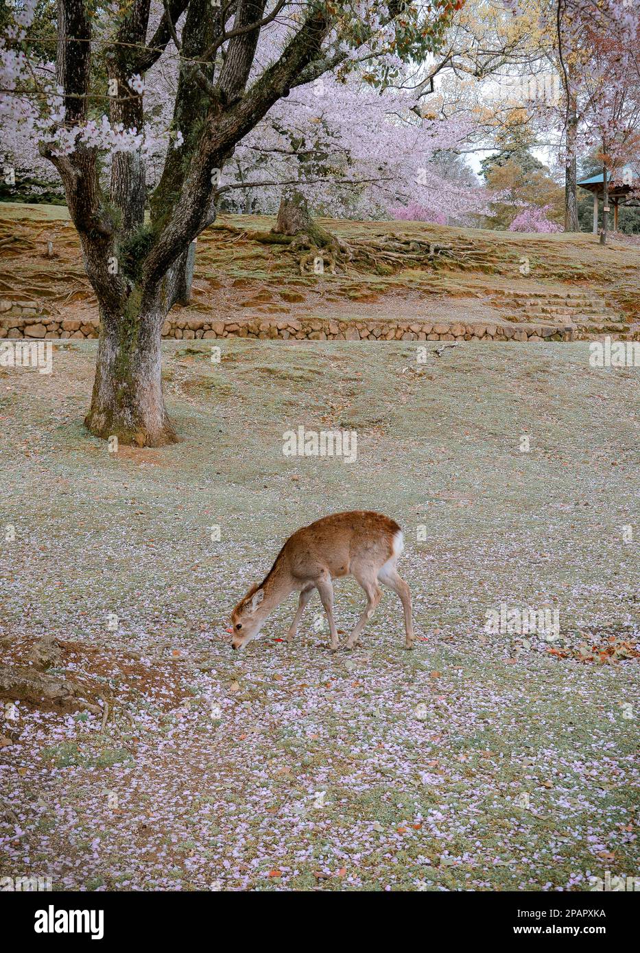 Wild deer enjoying Nara Park (Japan) during cherry blossom season Stock ...
