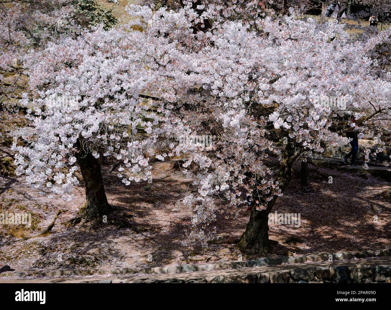 Cherry blossom landscape (hanami) in Nara Park, Japan. Nara Park is ...
