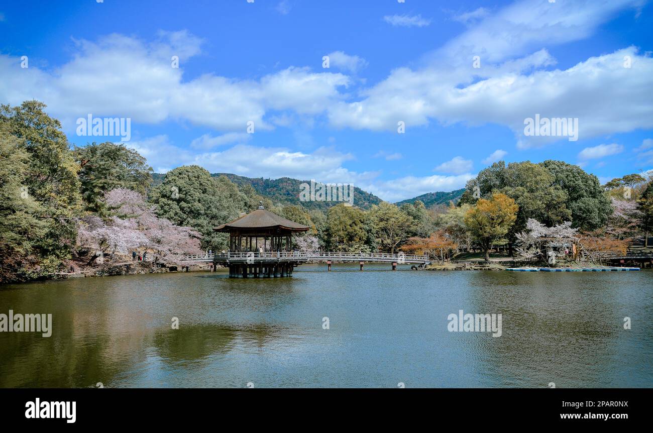 Hexagonal gazebo floating over the Sagiike Pond with cherry flowers in ...