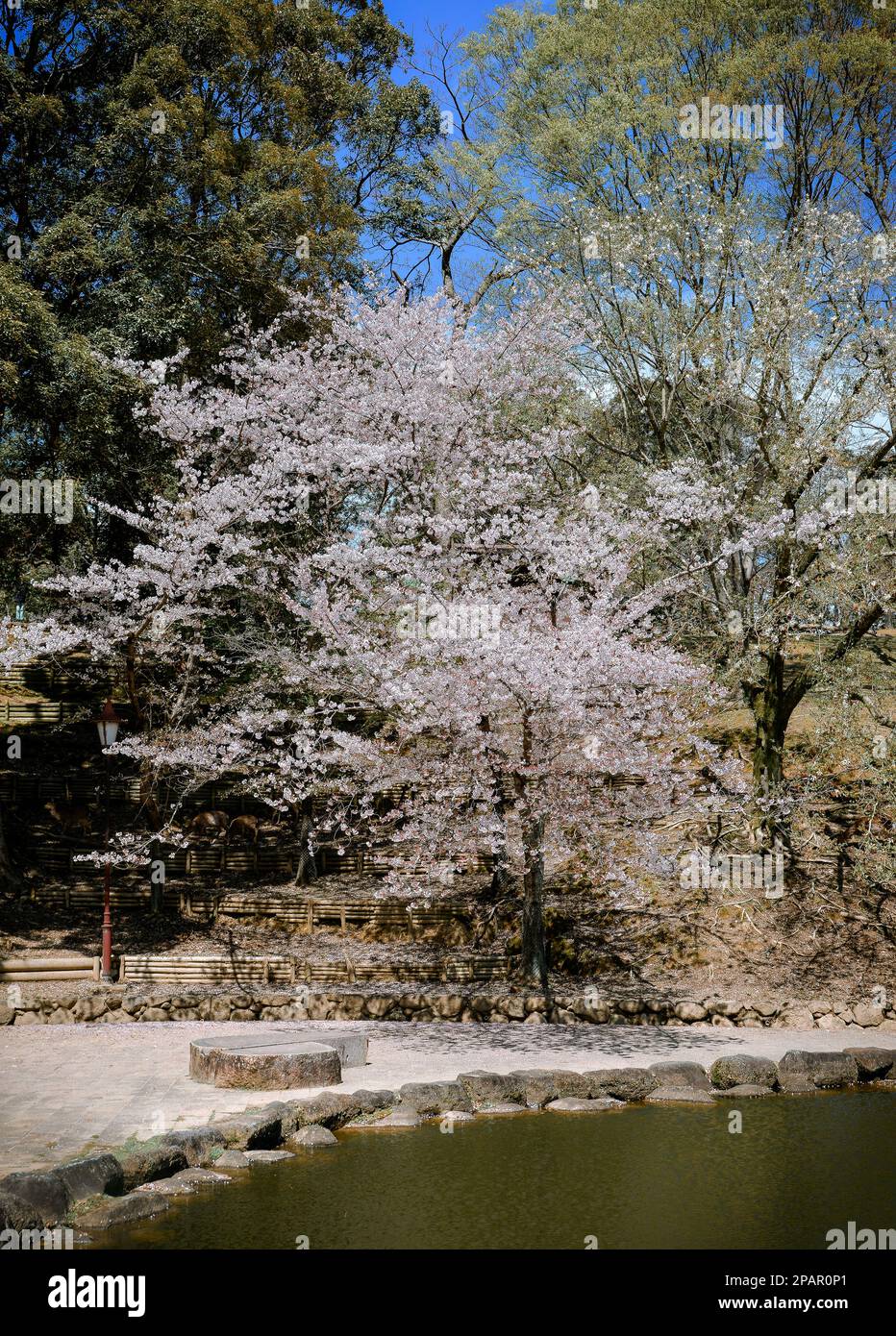 Cherry blossom landscape (hanami) in Nara Park, Japan. Nara Park is ...