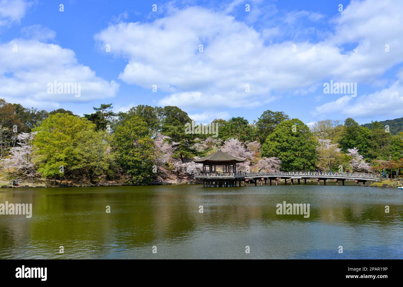 Hexagonal gazebo floating over the Sagiike Pond with cherry flowers in ...