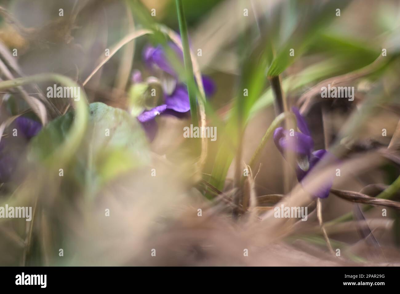 Violets in the grass seen up close Stock Photo - Alamy