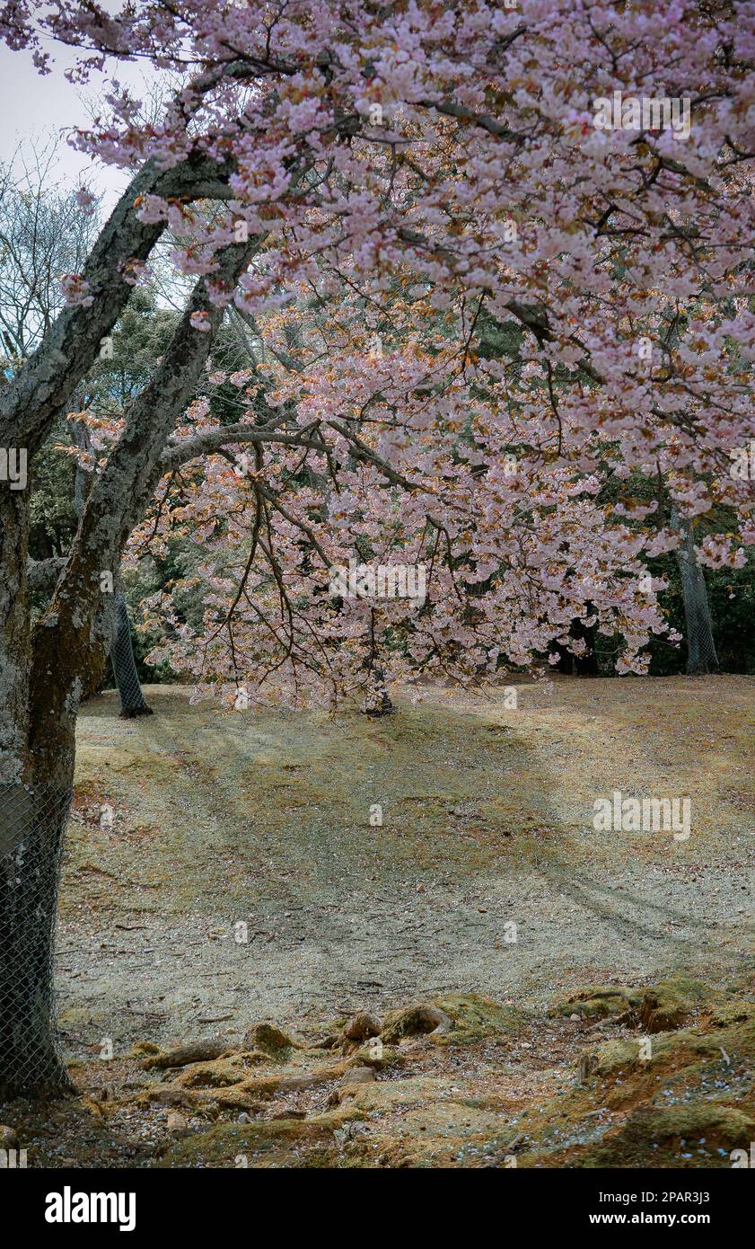 Cherry blossom landscape (hanami) in Nara Park, Japan. Nara Park is ...