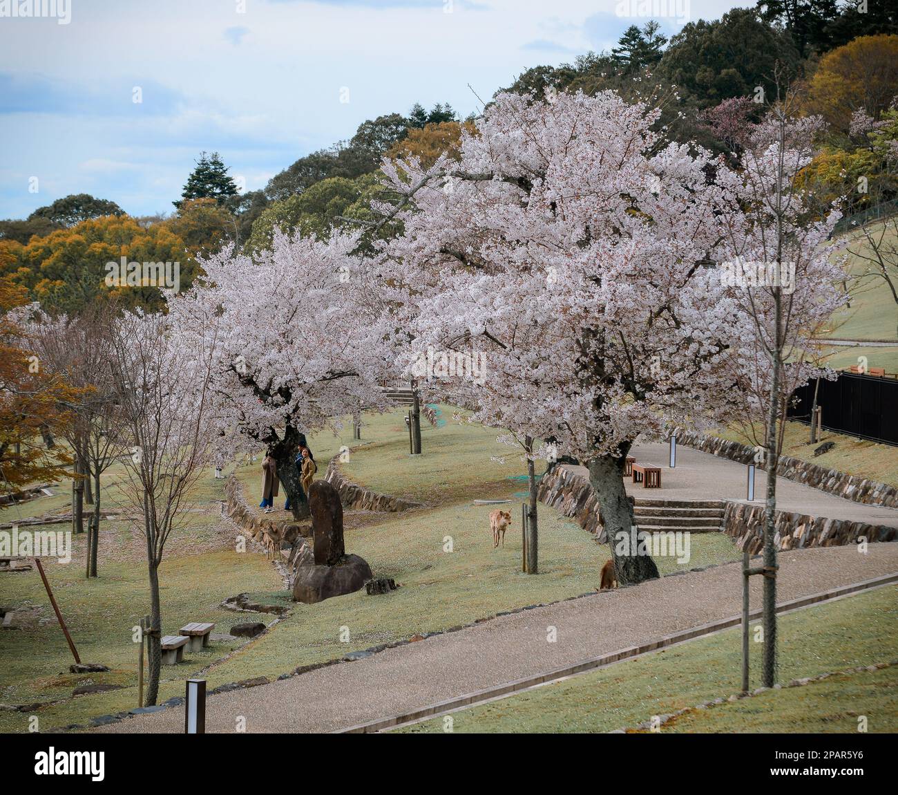 Cherry blossom landscape (hanami) in Nara Park, Japan. Nara Park is ...