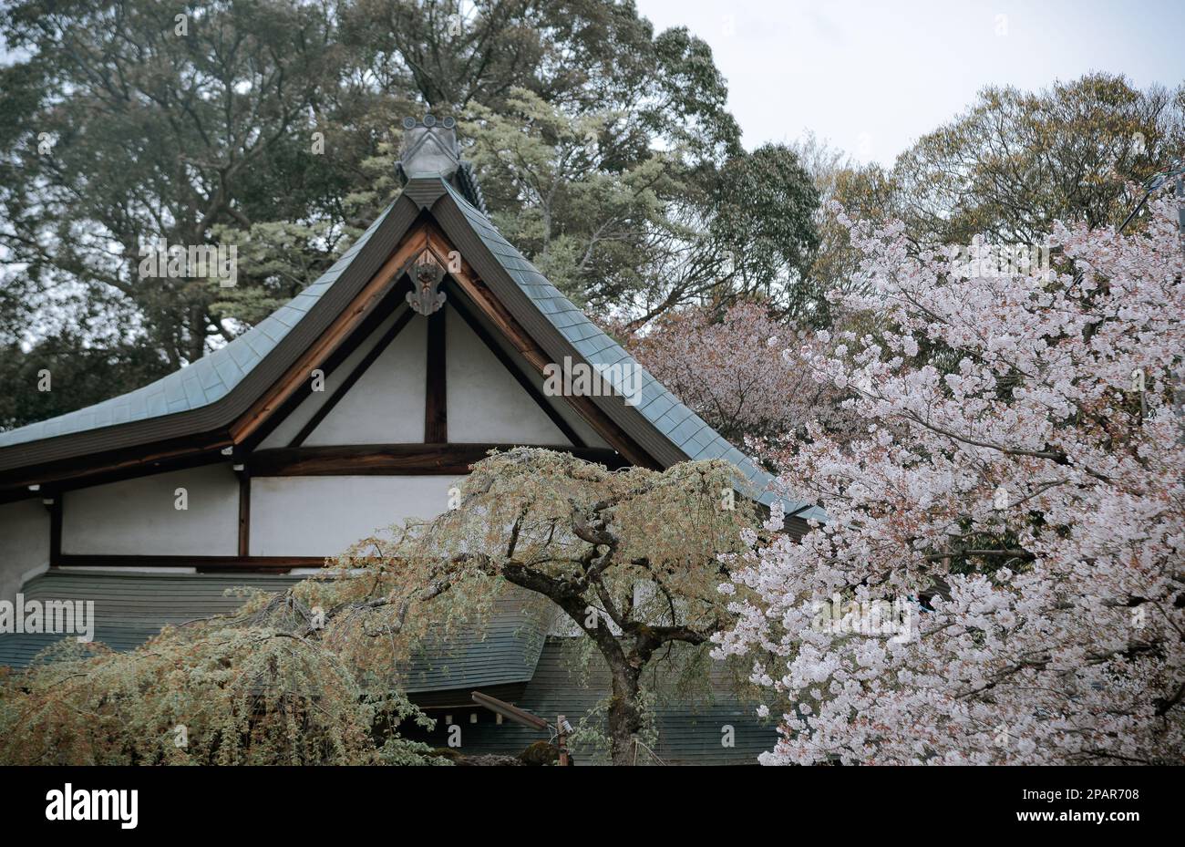 Cherry flowers (sakura) in Yoshino Park, Nara, Japan. Cherry blossoms ...