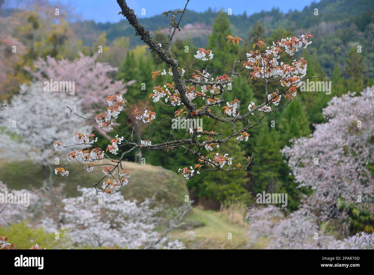 Cherry flowers (sakura) in Yoshino Park, Nara, Japan. Cherry blossoms ...