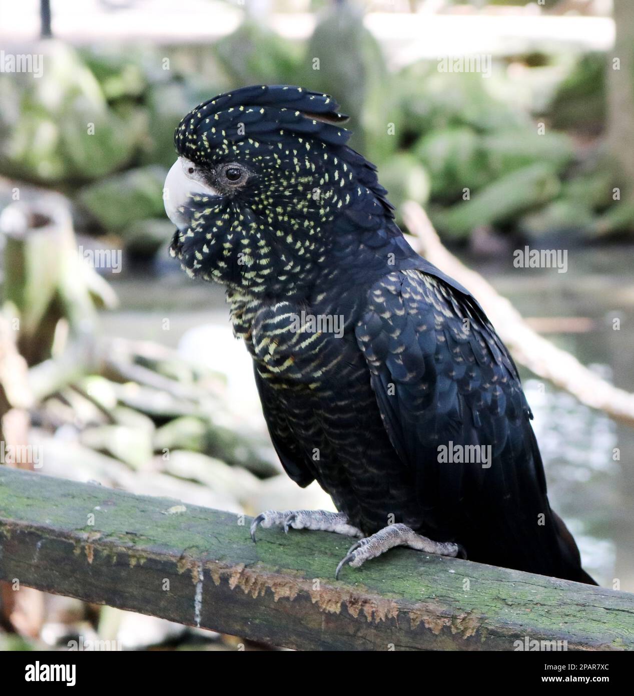 Female Red-tailed black cockatoos (Calyptorhynchus banksii) have yellow ...