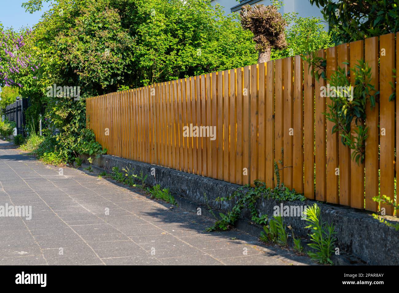 Wooden fence along the sidewalk. Trees behind the fence Stock Photo - Alamy