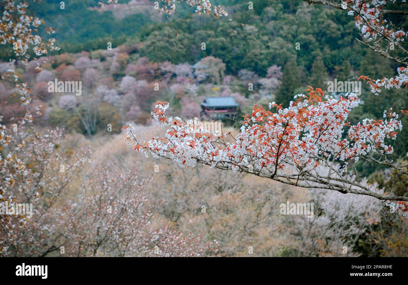 Cherry flowers (sakura) in Yoshino Park, Nara, Japan. Cherry blossoms ...