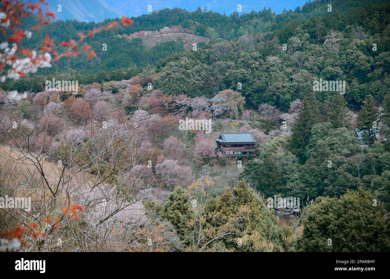 Cherry flowers (sakura) in Yoshino Park, Nara, Japan. Cherry blossoms ...