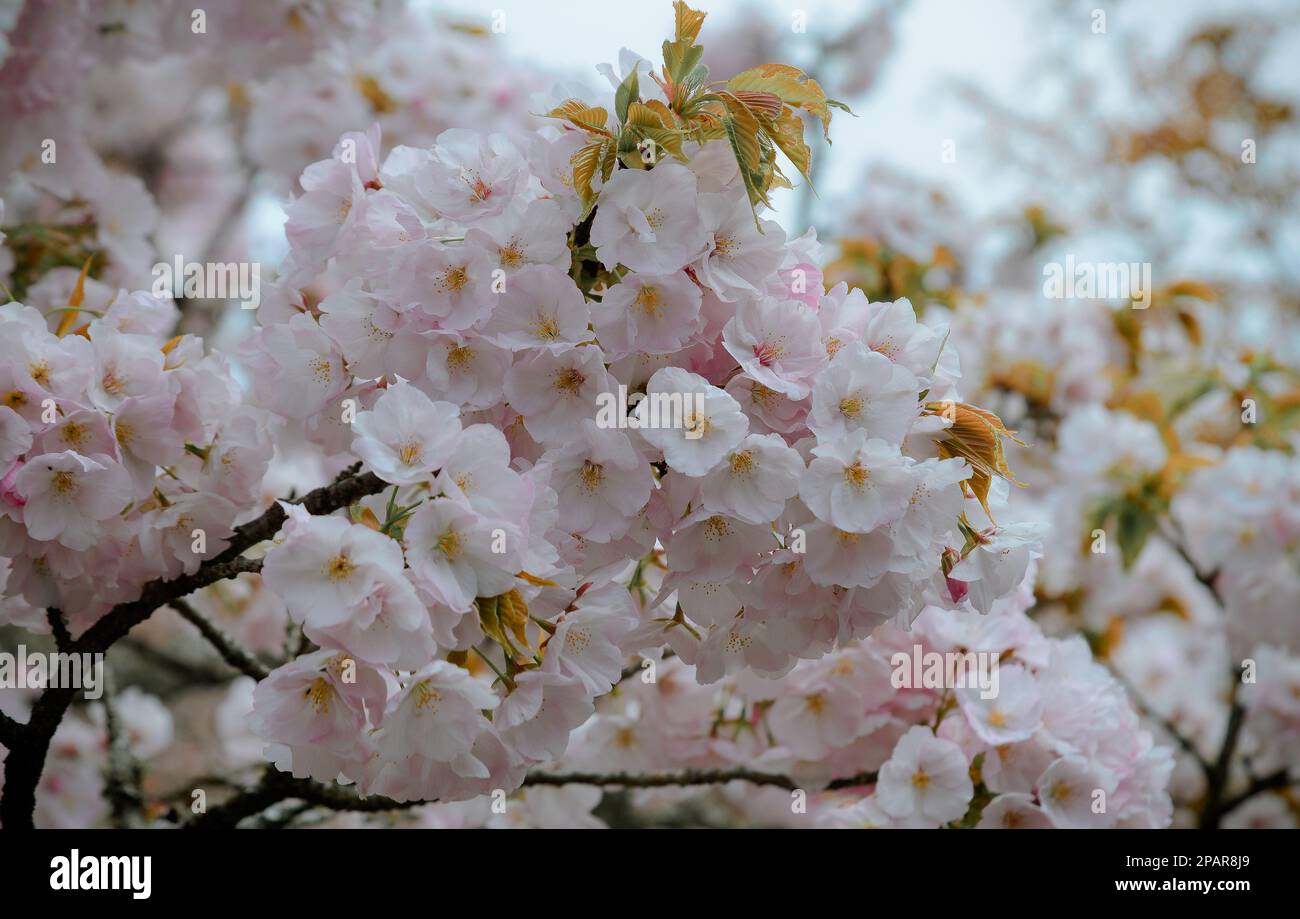 Cherry flowers (sakura) in Yoshino Park, Nara, Japan. Cherry blossoms ...