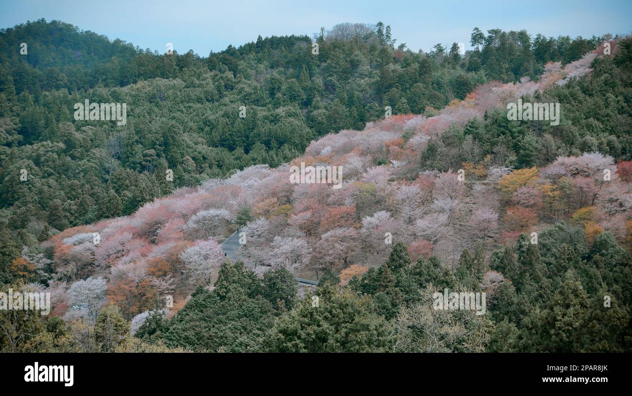 Cherry flowers (sakura) in Yoshino Park, Nara, Japan. Cherry blossoms ...