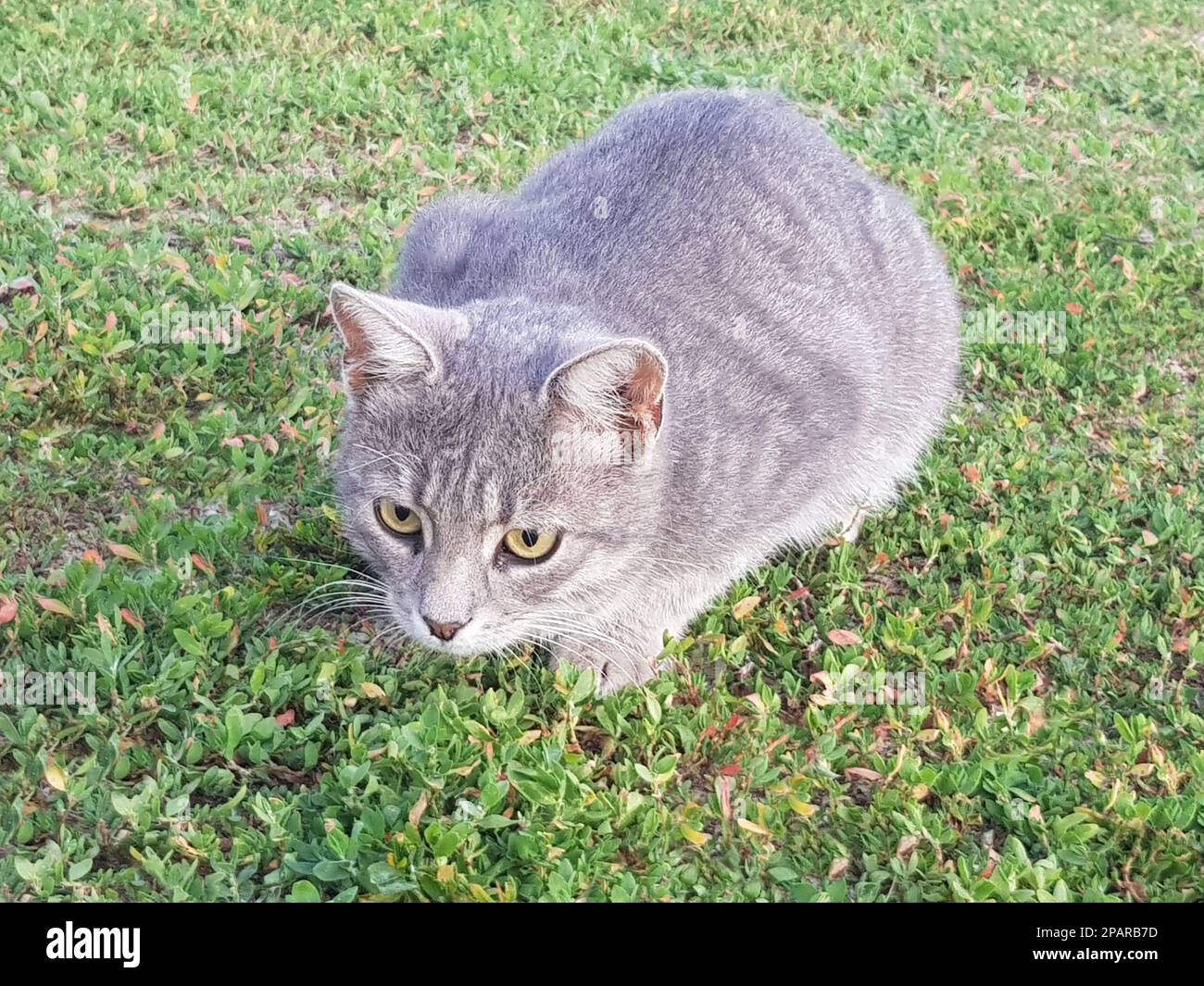 Grey cat sitting on grass Stock Photo - Alamy
