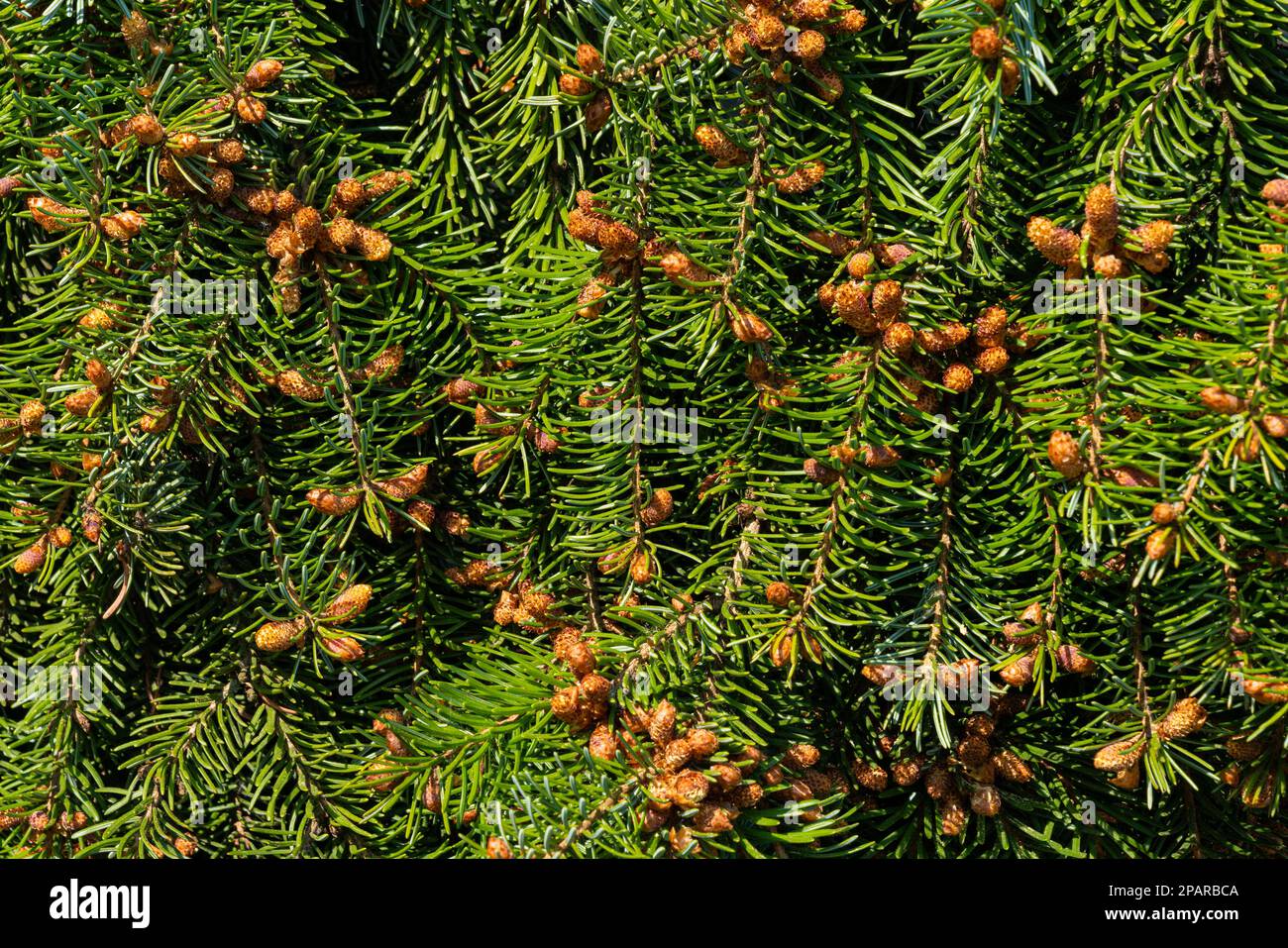Small cones and green needles on a branch of a coniferous tree. Close ...