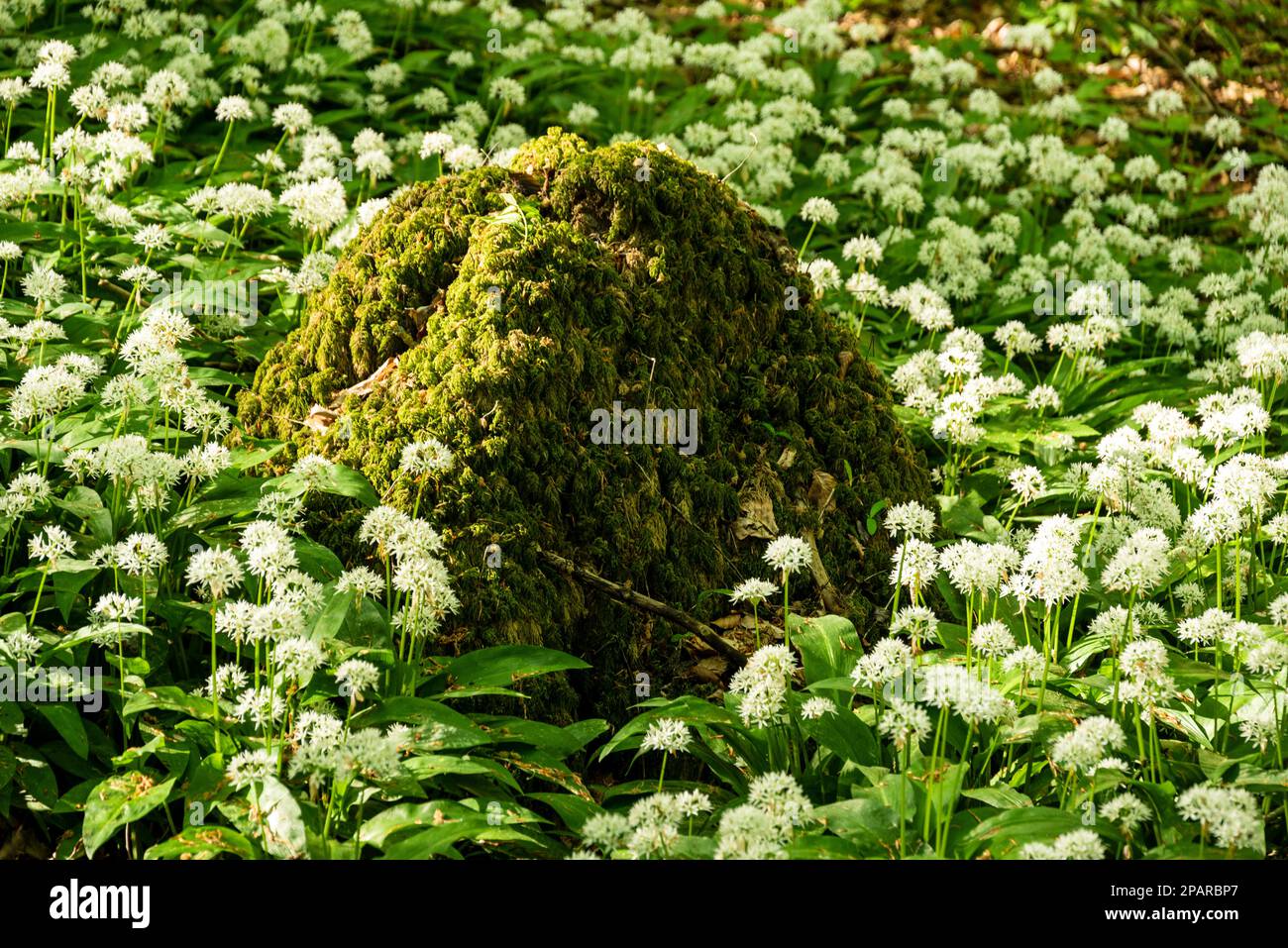 Moss-covered rock amidst a field of flowering wild garlic (Allium ...