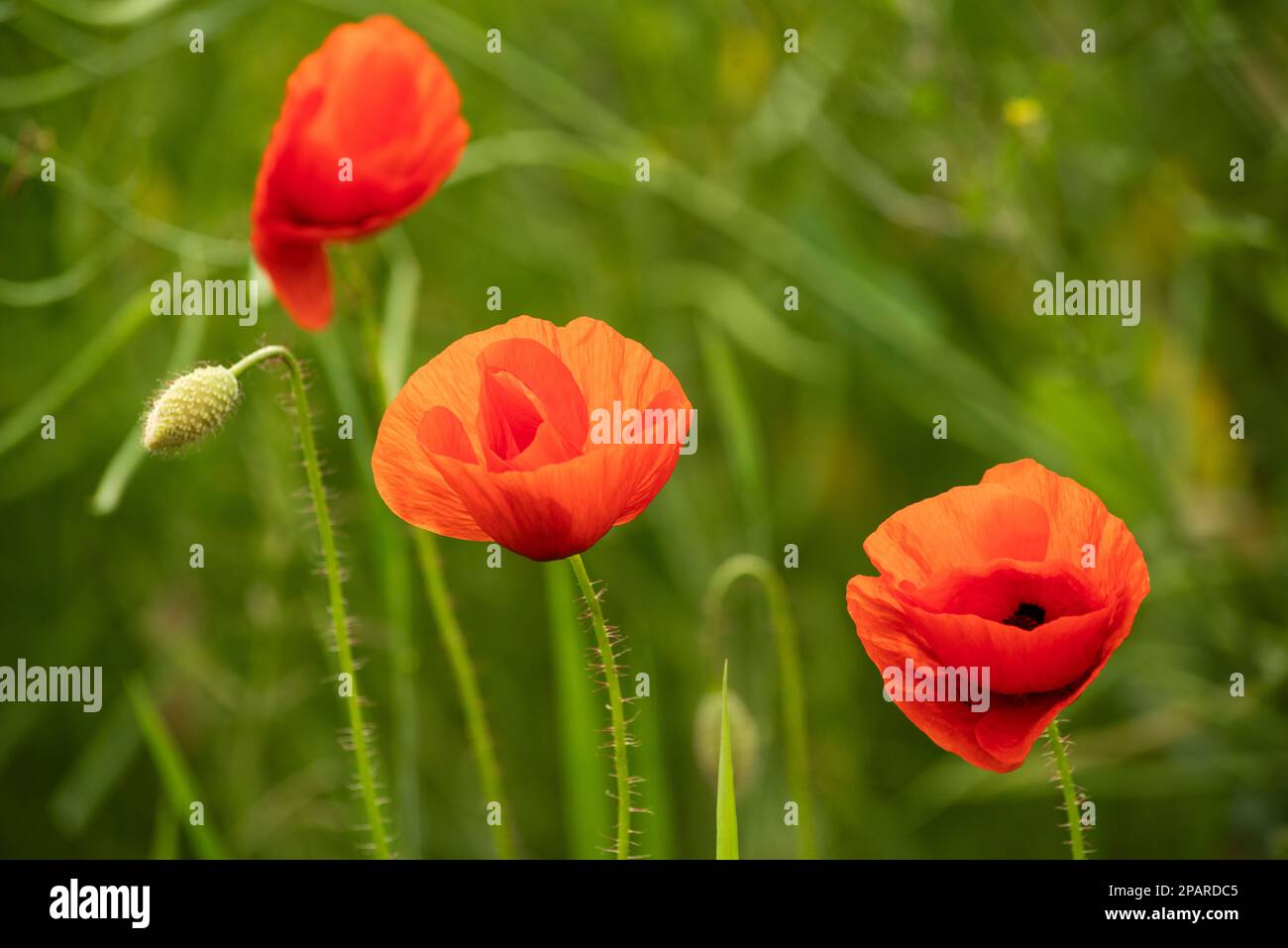 Three red blooming poppy flowers (Papaver rhoeas) against a soft green ...