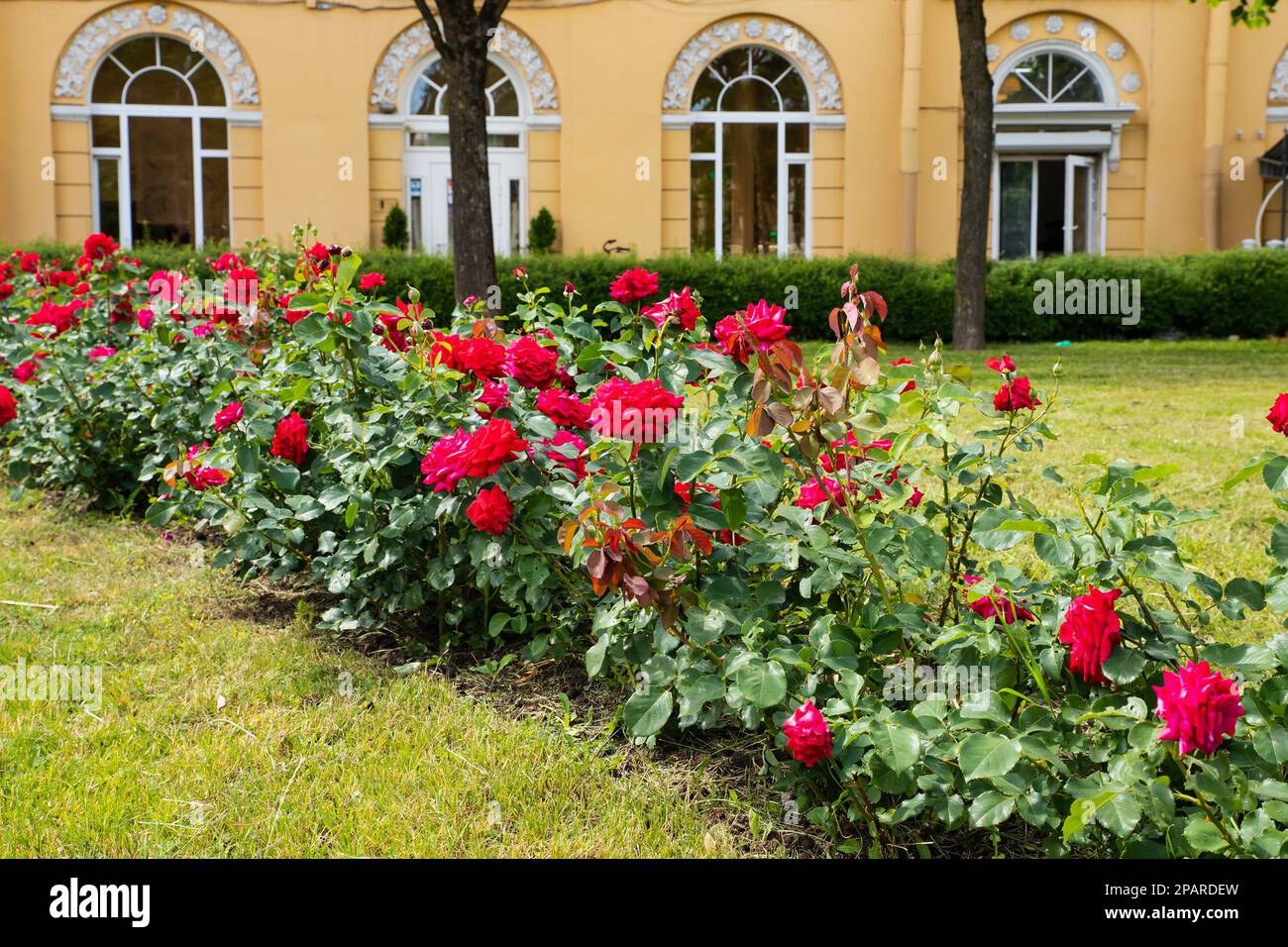 Rose thicket hi-res stock photography and images - Alamy