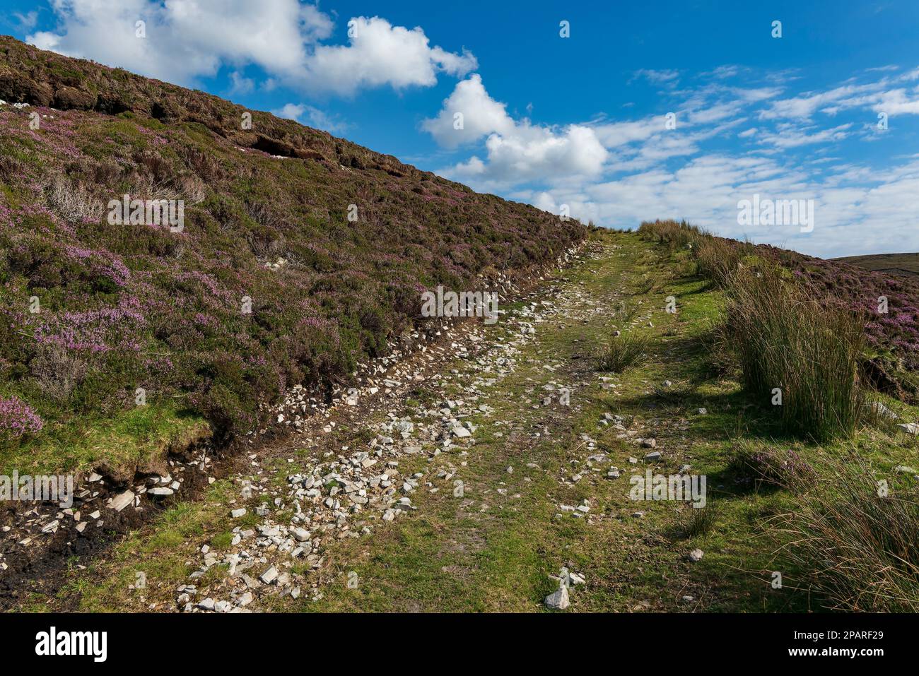 Tower loop hiking trail leading through bog landscape, near ...