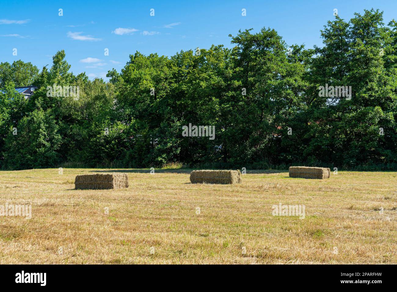 Packets of compressed hay on mown grassland. Green trees under the blue ...