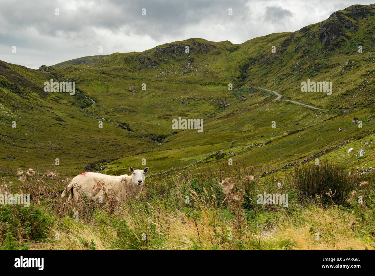 Valley sheep hi-res stock photography and images - Alamy