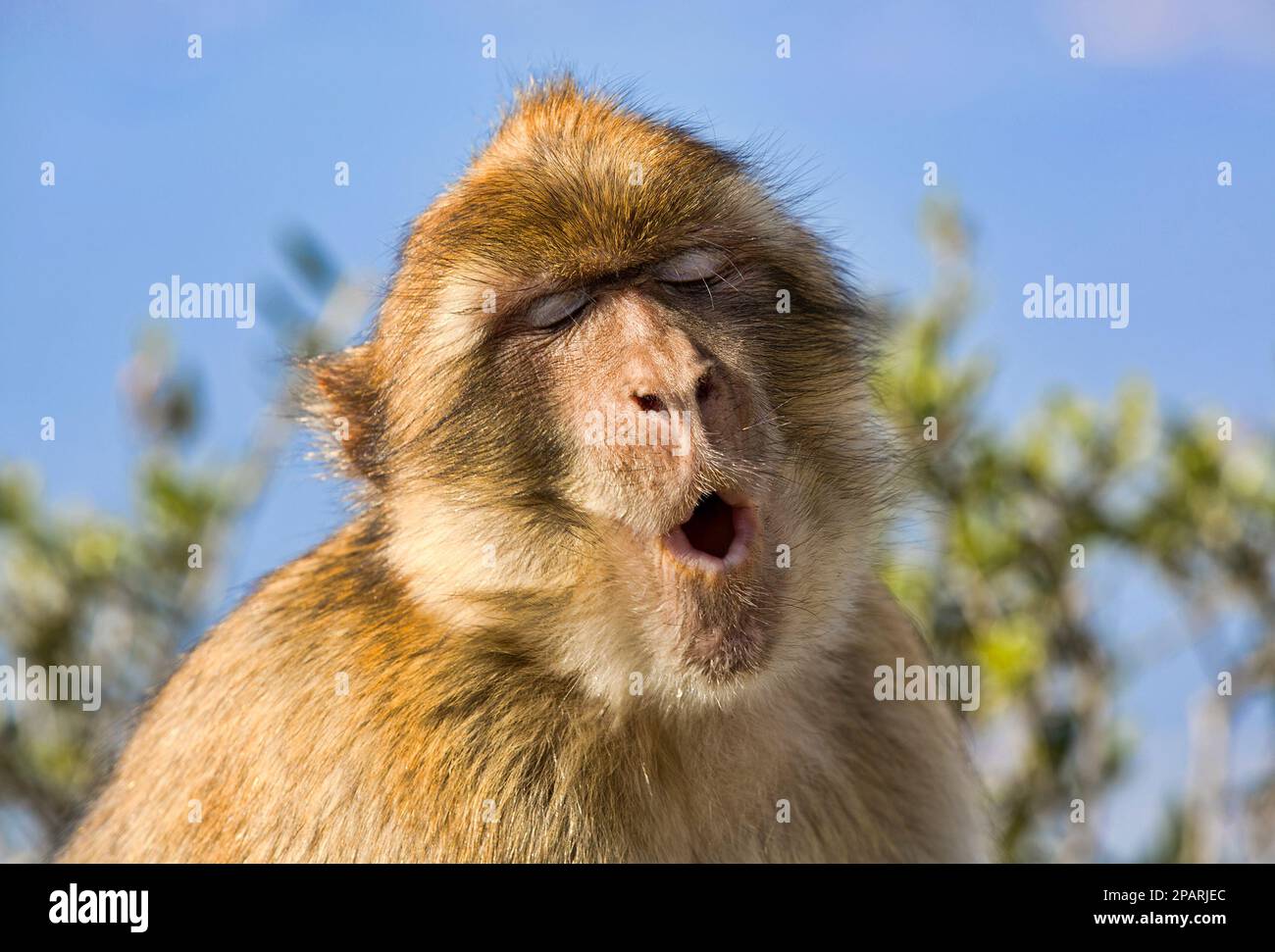Gibraltarian Monkey Posing as Passionate Tenor Singer Stock Photo - Alamy