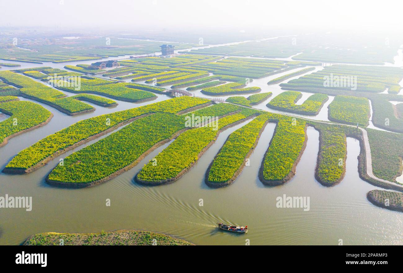 XINGHUA, CHINA - MARCH 10, 2023 - Tourists enjoy rapeseed flowers in ...