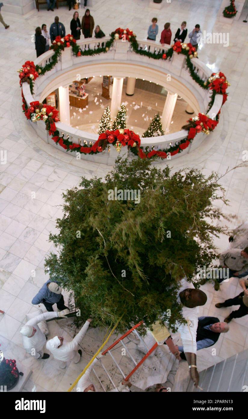 Workers set up an eastern red cedar tree in the rotunda of the Arkansas ...