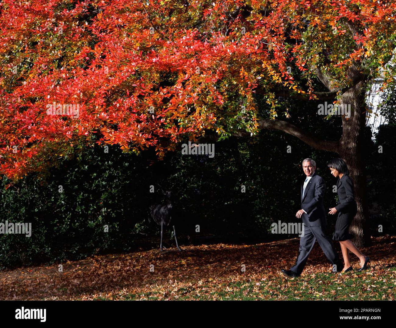 President Bush, left, and Secretary of State Condoleezza Rice walk from ...