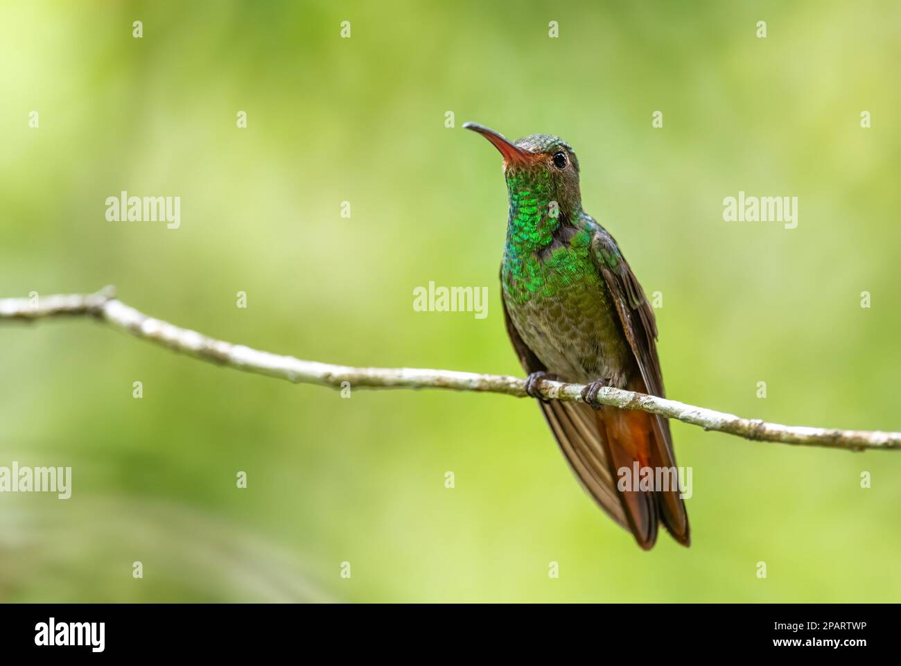 Rufous-tailed Hummingbird - Amazilia tzacatl, beautiful colorful small ...
