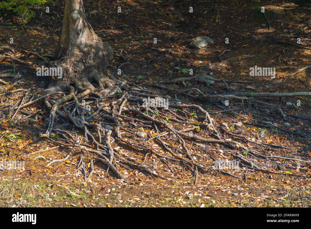 Curly branched roots of an old tree Stock Photo - Alamy