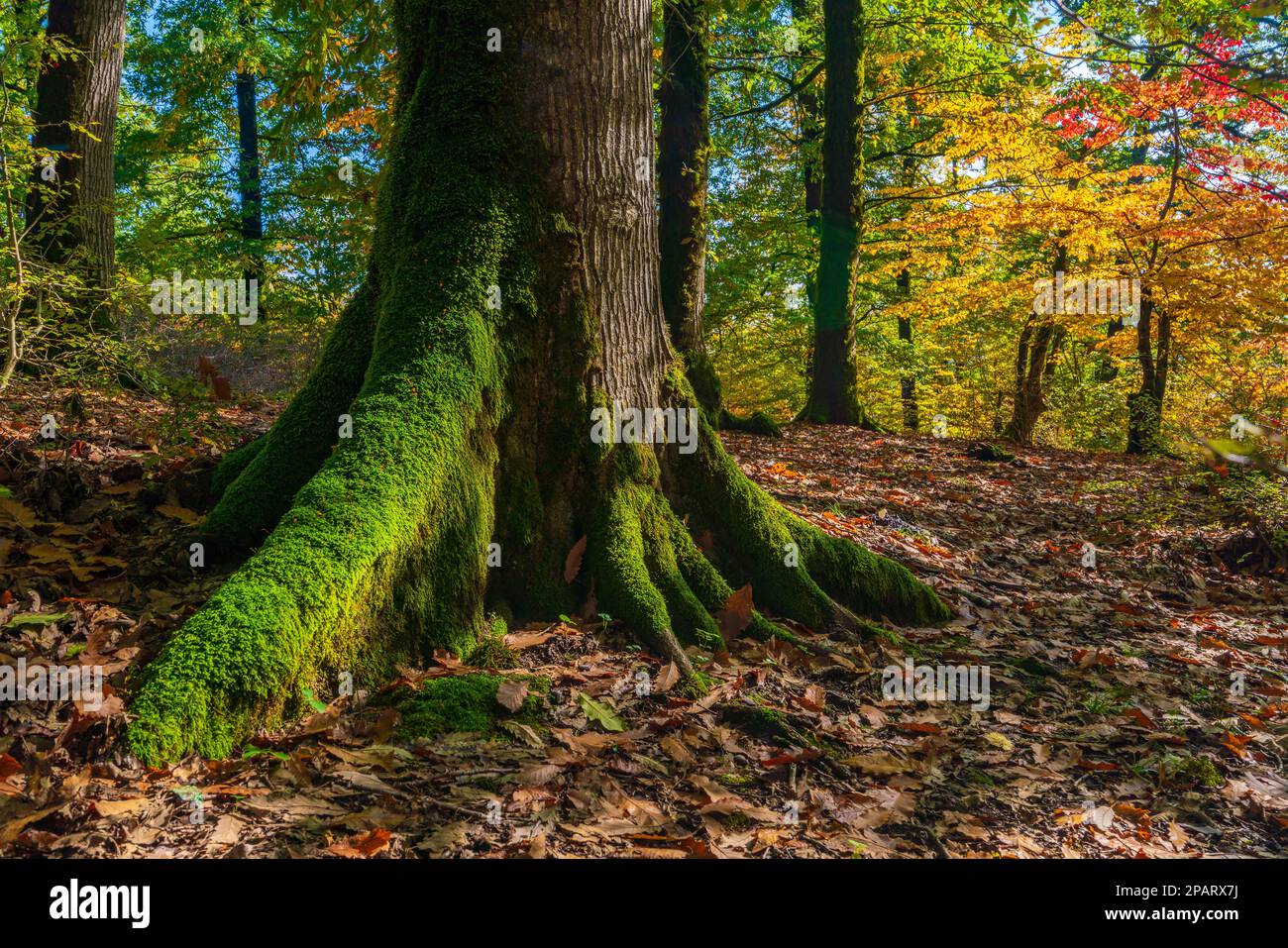 Centuries old trees in a colorful autumn forest covered with moss Stock ...