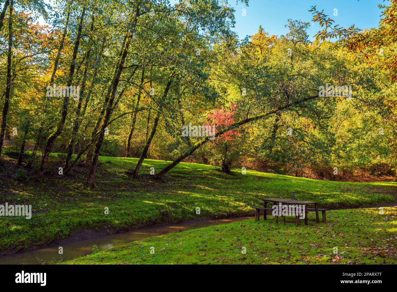Wooden table and benches in the forest near the river Stock Photo - Alamy