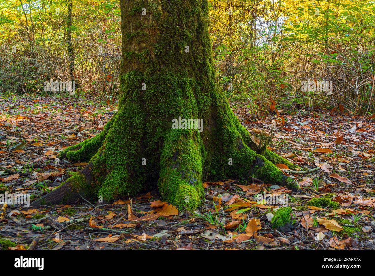 Centuries old trees in a colorful autumn forest covered with moss Stock ...