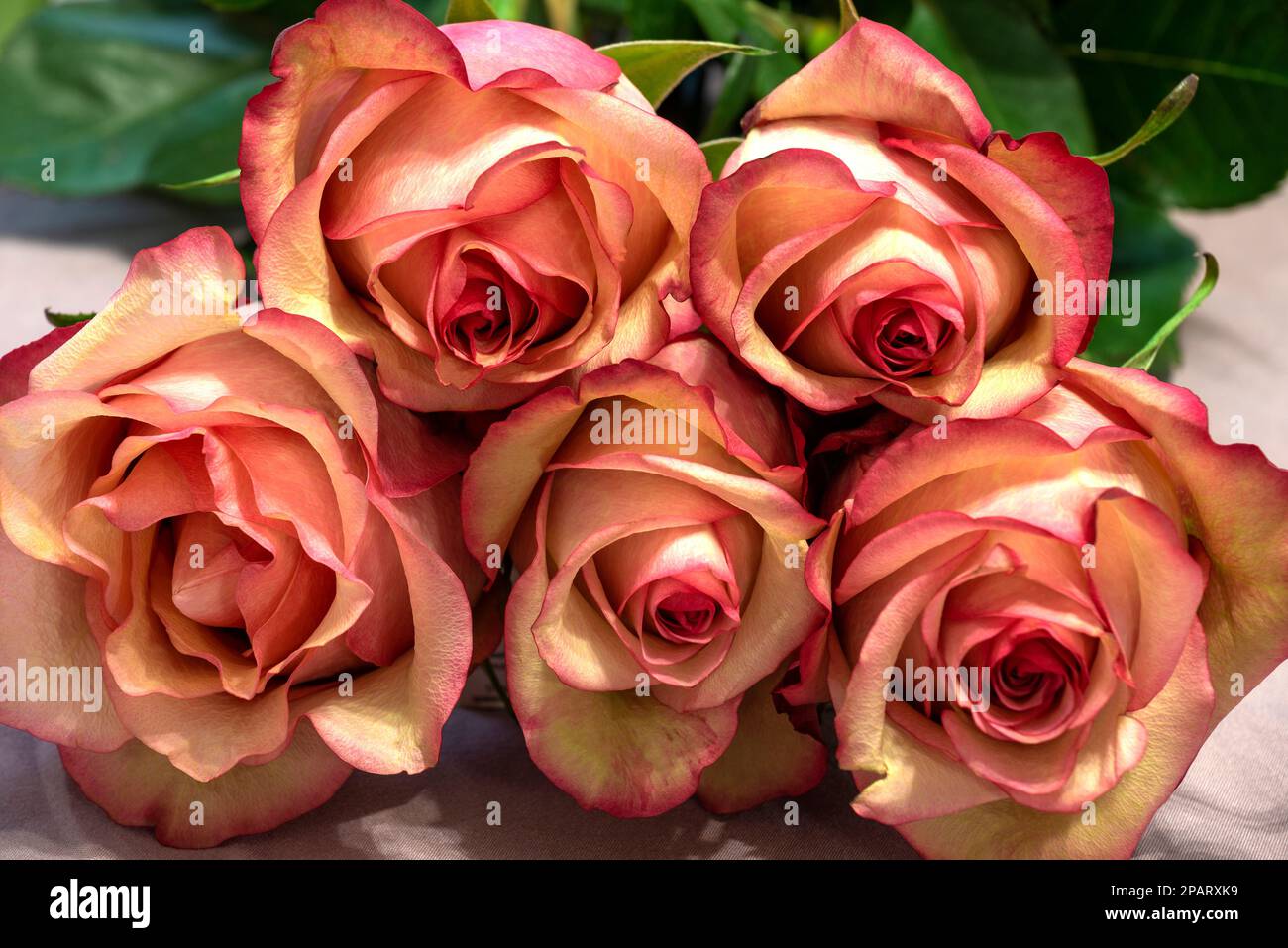Big fresh pink roses beautiful hi-res stock photography and images - Alamy