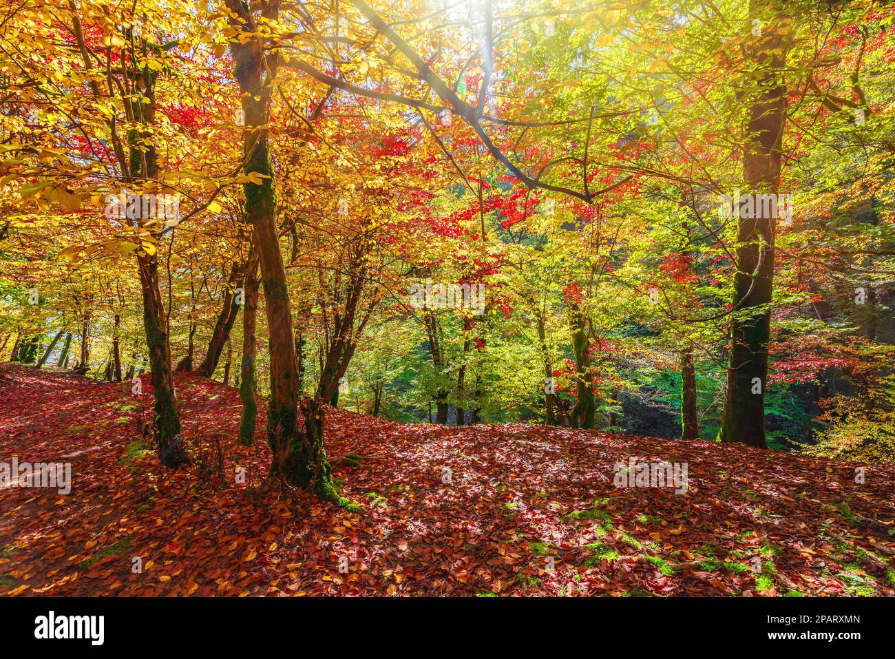 Colorful autumn deciduous forest scenery Stock Photo - Alamy