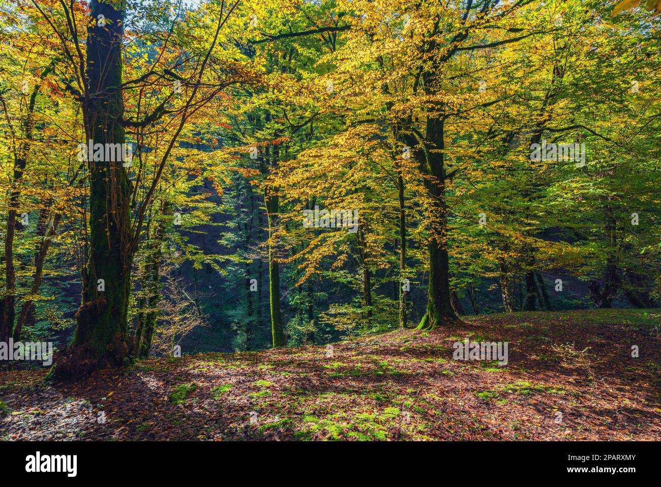 Colorful autumn deciduous forest scenery Stock Photo - Alamy