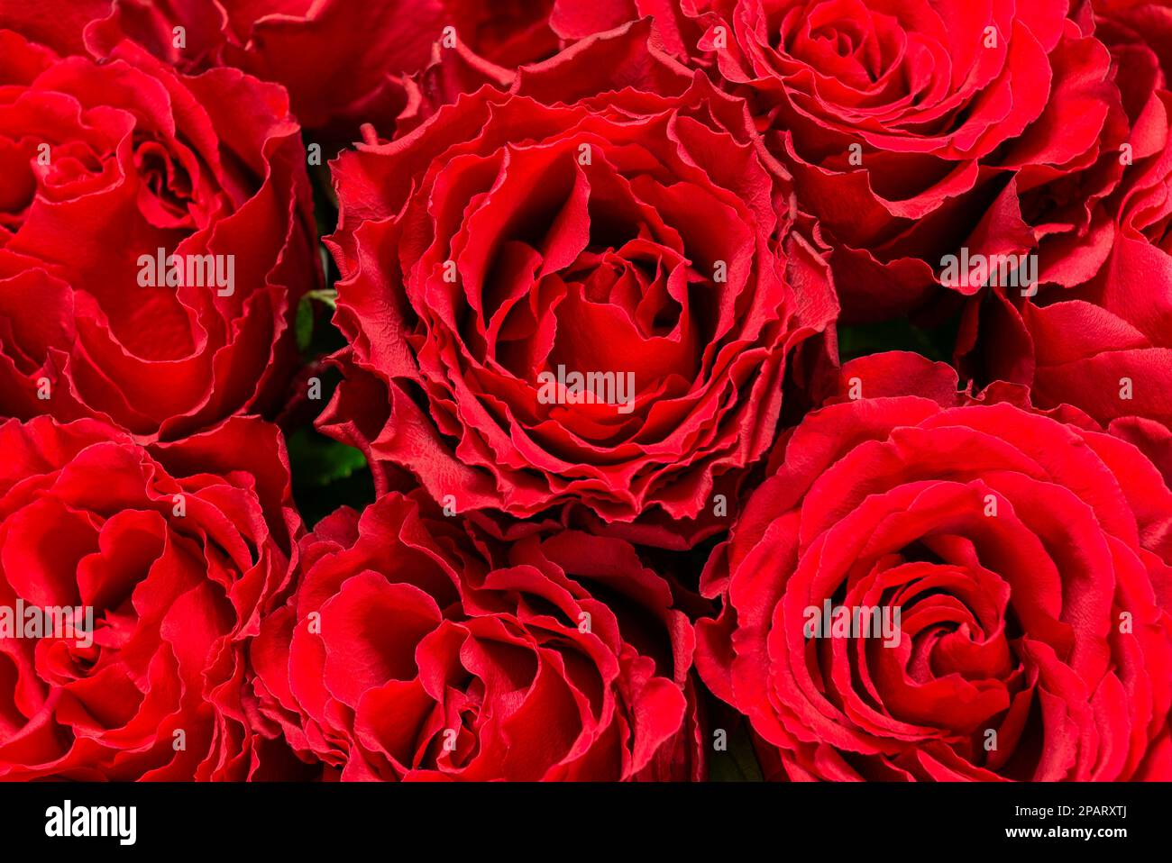 Large bunch of roses hi-res stock photography and images - Alamy
