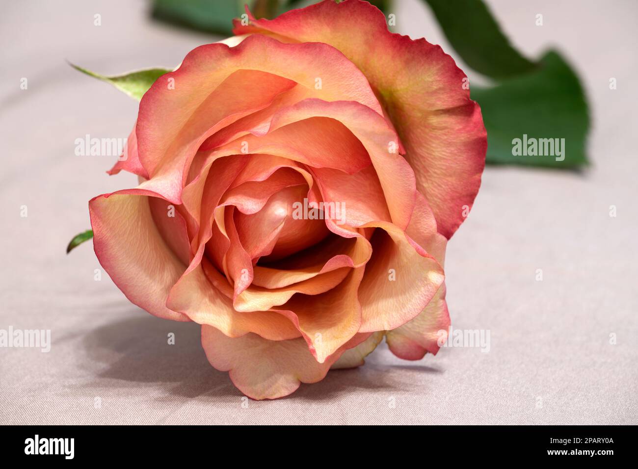 Large bud red rose hi-res stock photography and images - Alamy