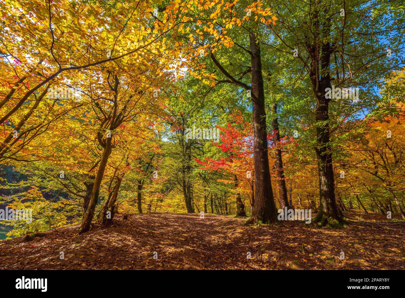 Colorful autumn deciduous forest scenery Stock Photo - Alamy