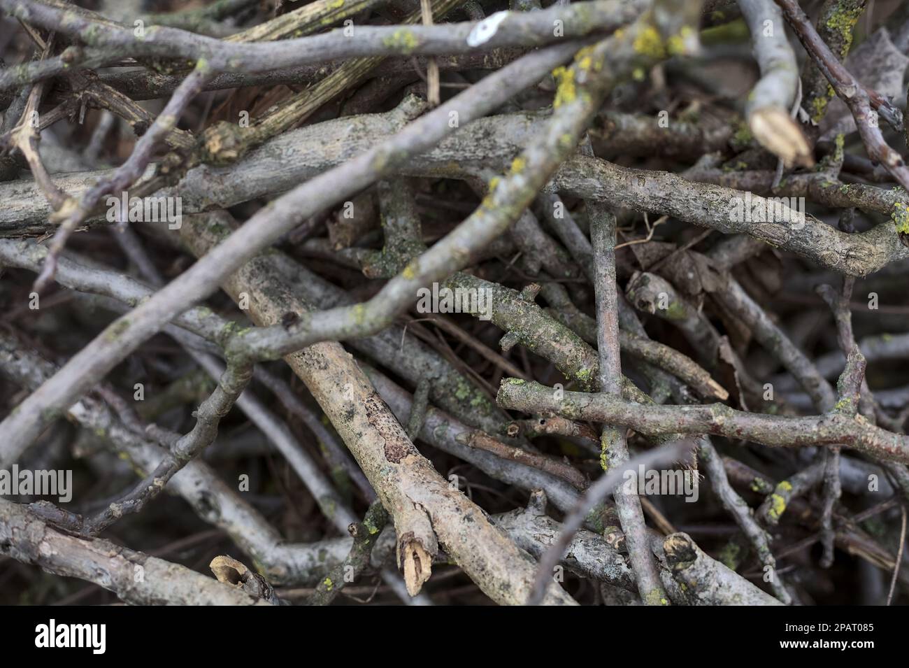 Isolated tree branches close up hi-res stock photography and images - Alamy