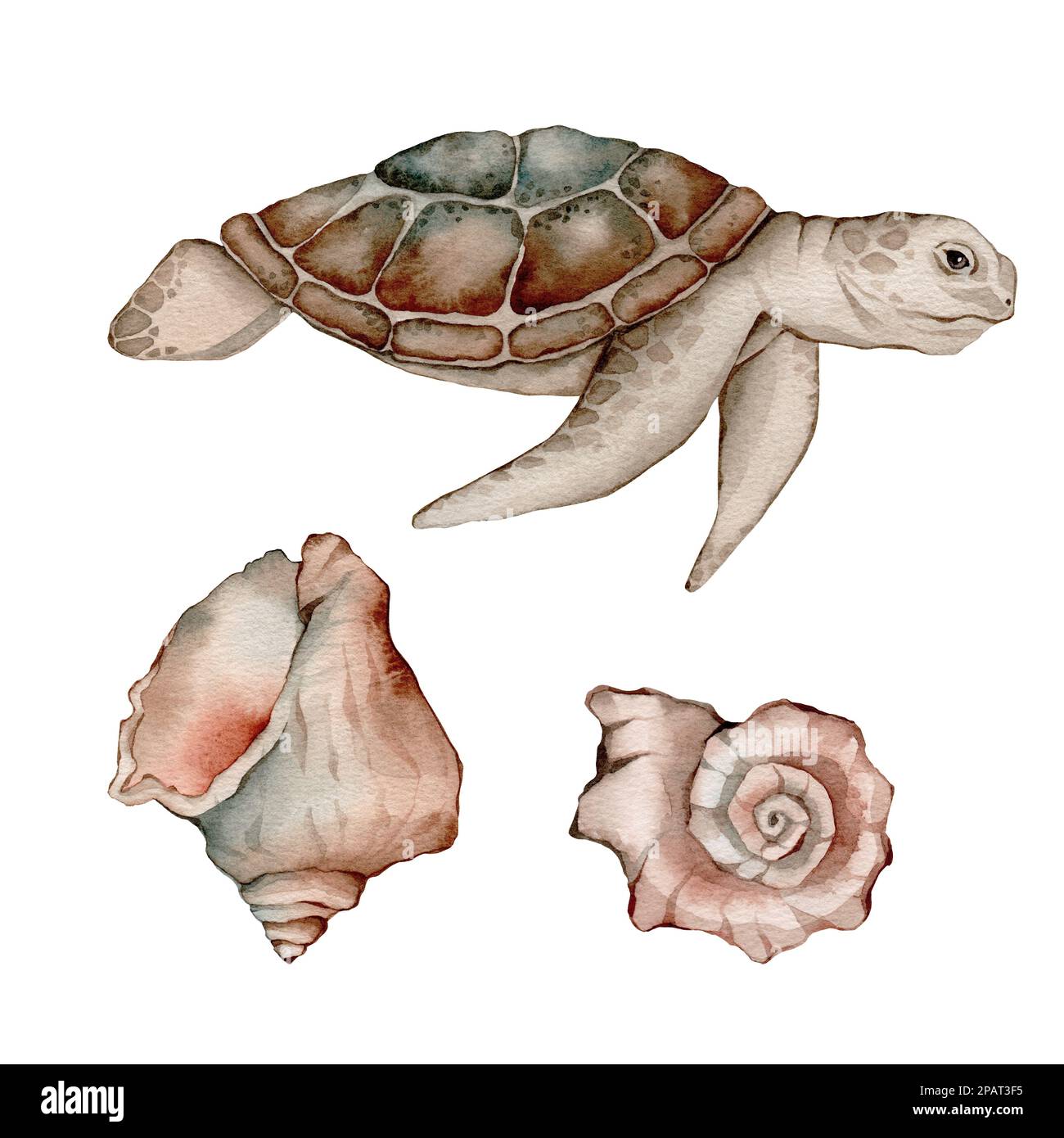 Set of sea animals poster. Blue, greeen, brown watercolor ocean turtle ...