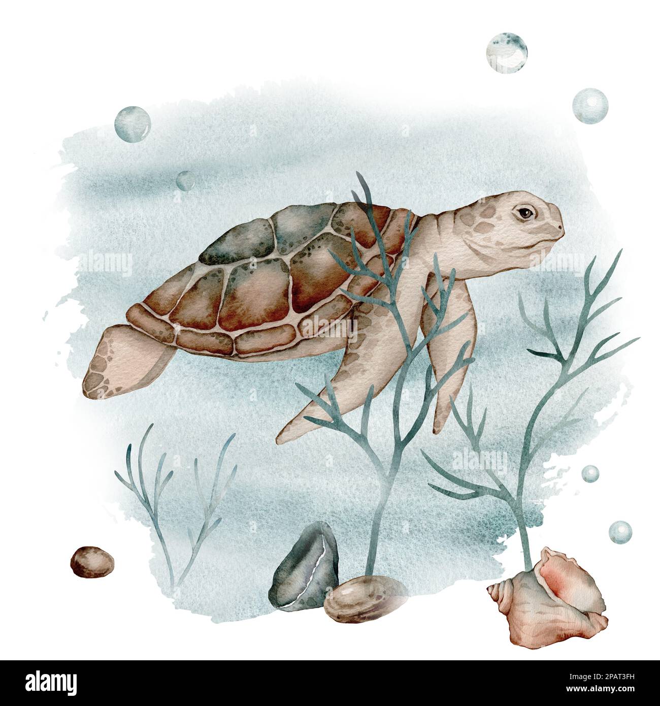 Beautiful underwater composition with watercolor sea life turtle, shell ...