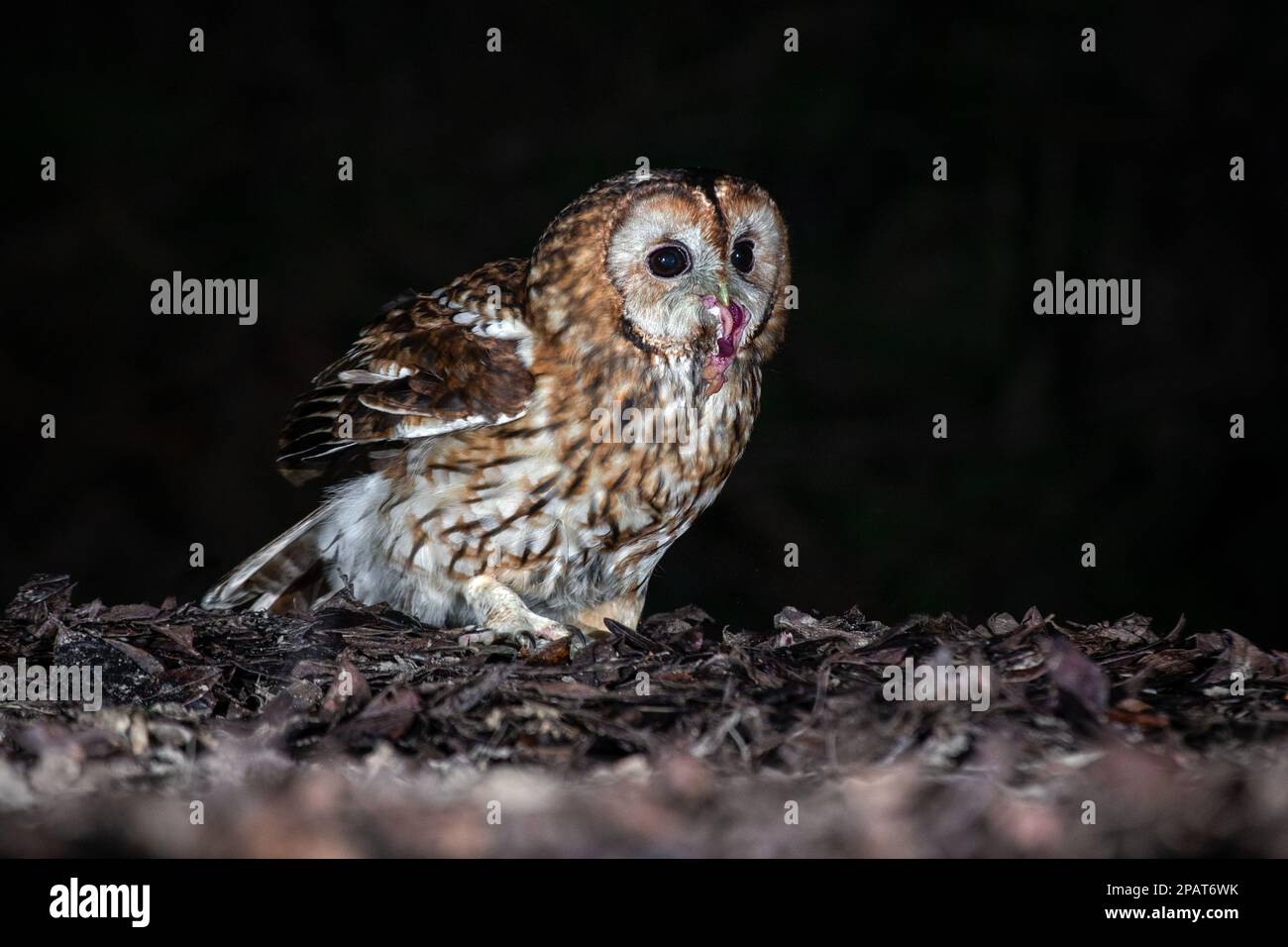 A close up low level photograph of a tawny owl standing on the floor ...