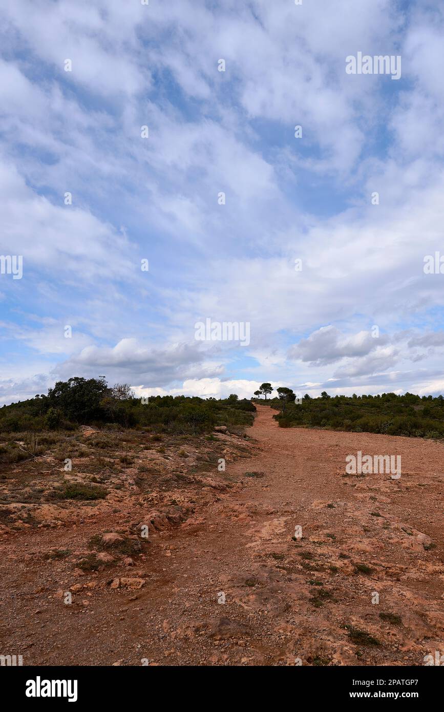 Stony path to a lonely pine tree.sky with white clouds, lines, rock ...